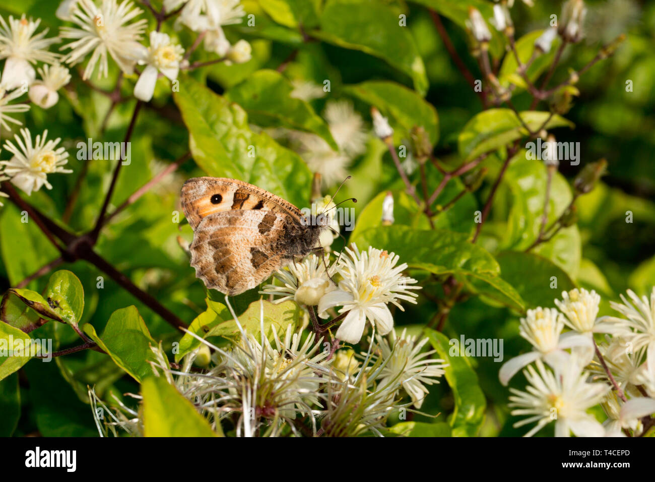 hermit butterfly, male, (Chazara briseis Stock Photo - Alamy