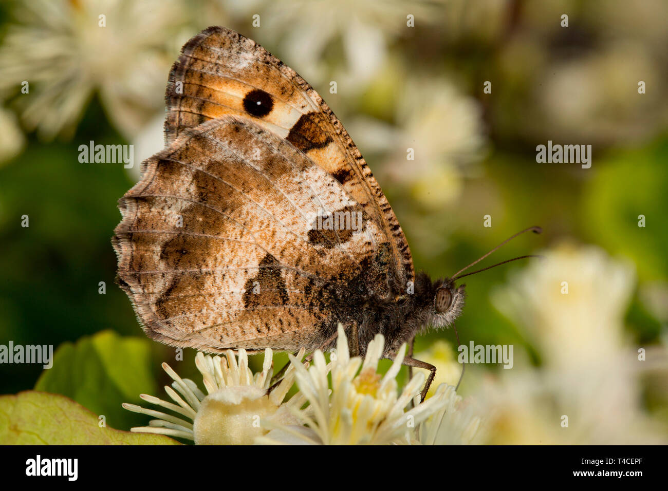 Briseis hi-res stock photography and images - Alamy