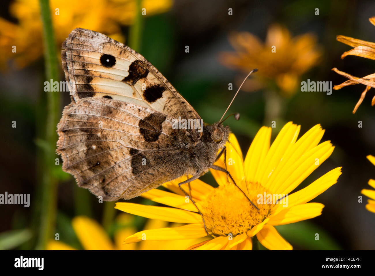 hermit butterfly, male, (Chazara briseis Stock Photo - Alamy
