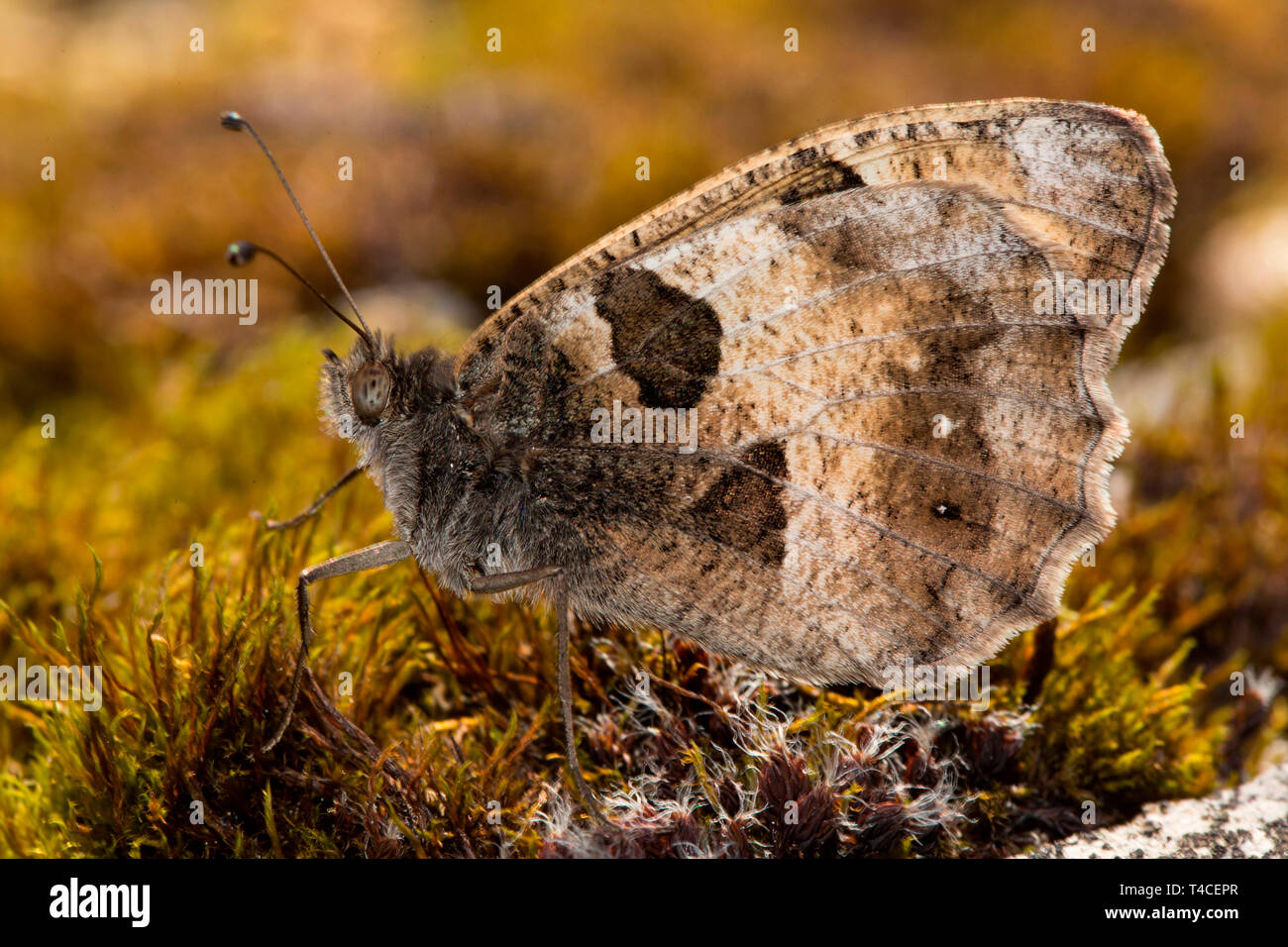 hermit butterfly, male, (Chazara briseis Stock Photo - Alamy