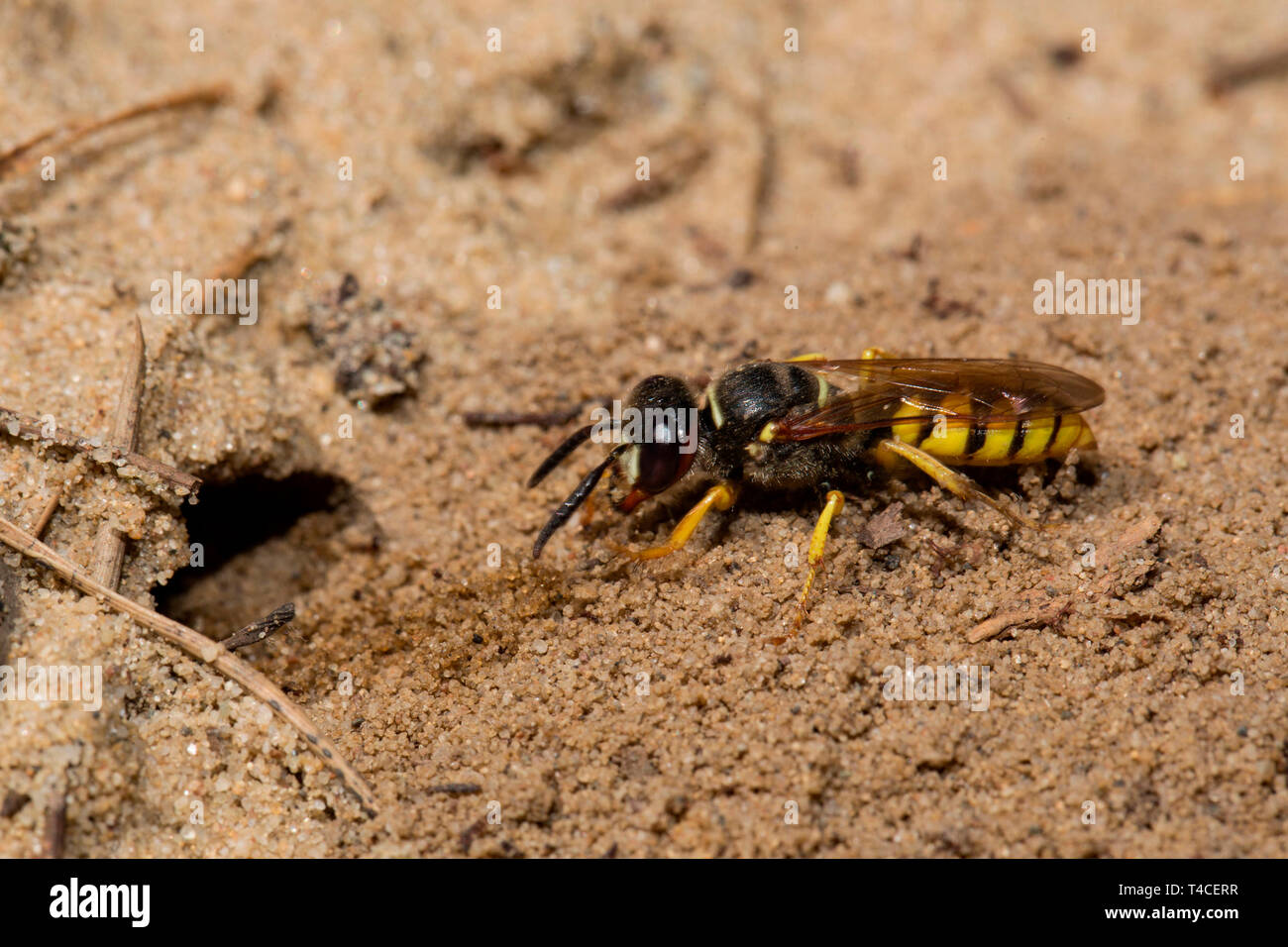european beewolf, sandy soil, nest, (Philanthus triangulum Stock Photo ...