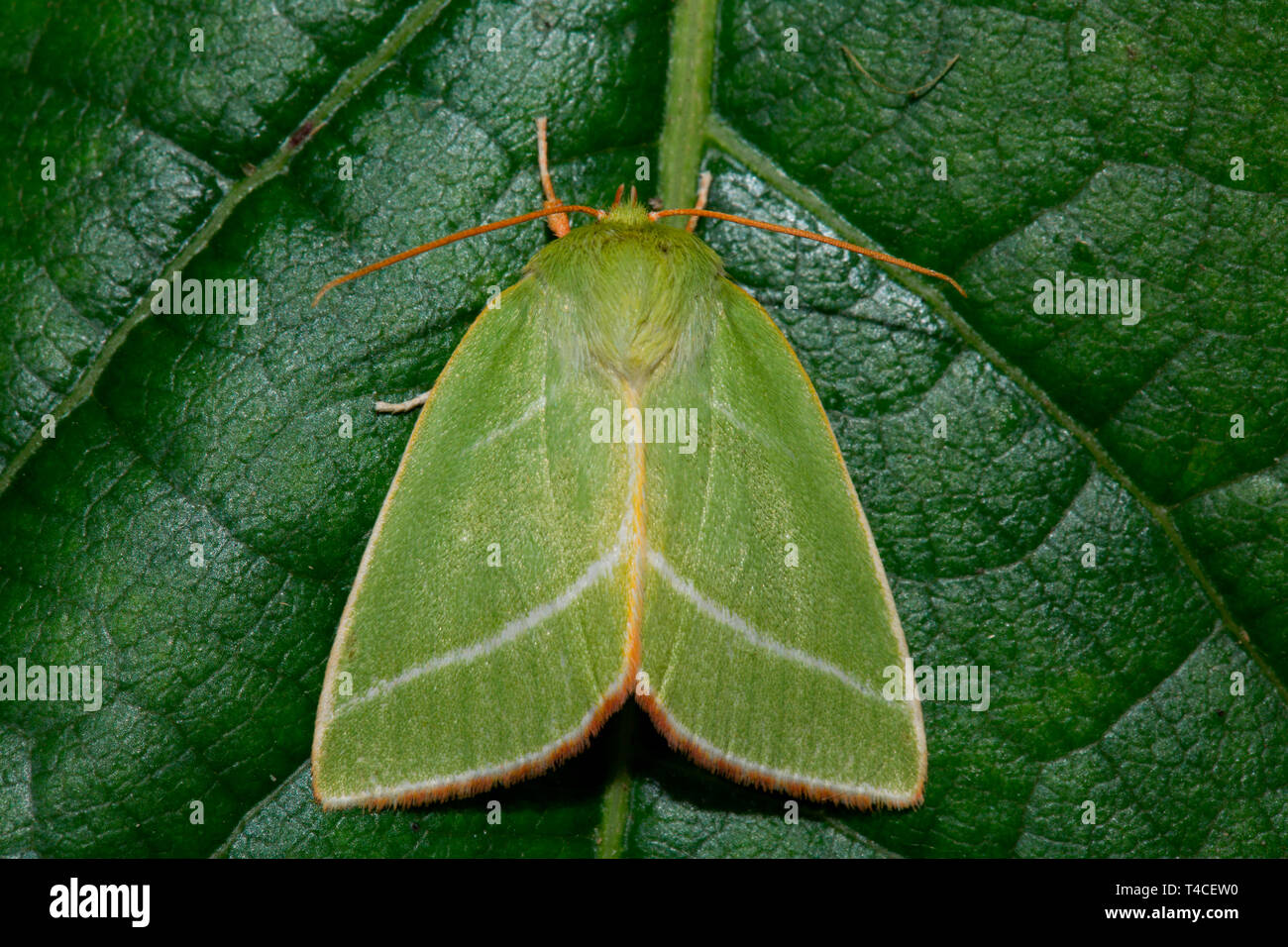 Green silver lines moths hi-res stock photography and images - Alamy