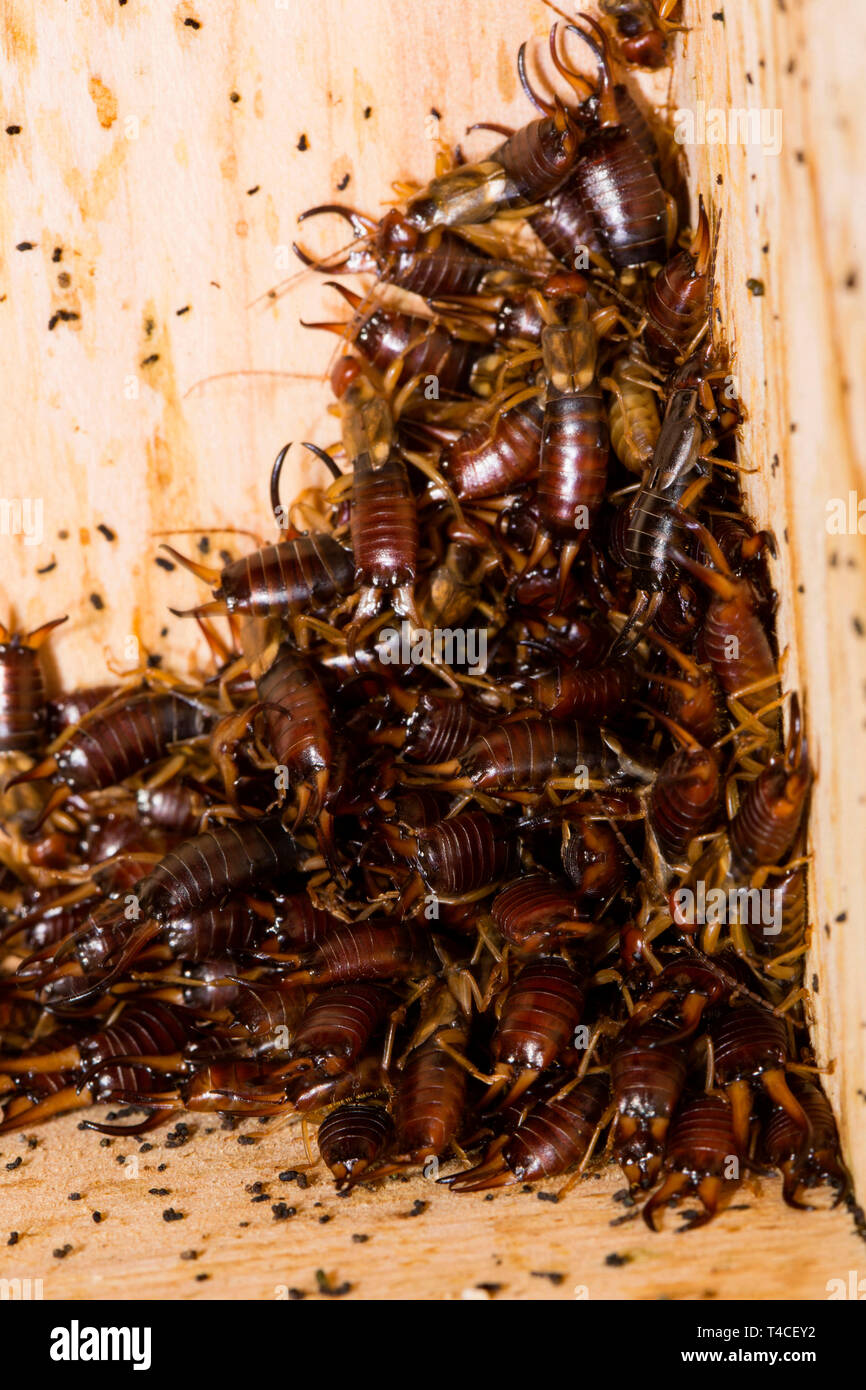 common earwig, bird nesting box, (Forficula auricularia Stock Photo - Alamy
