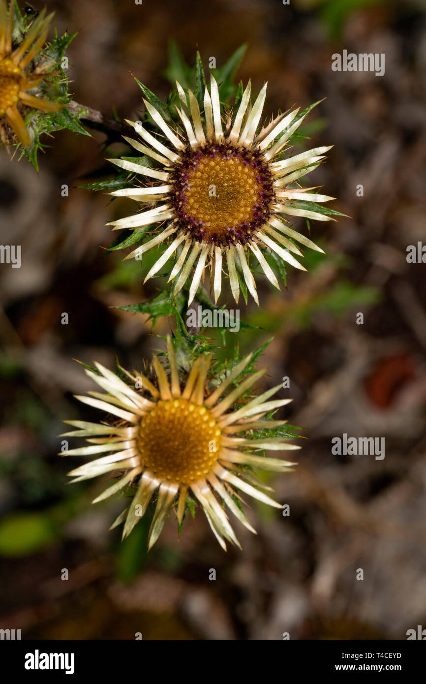 Carlina Plant High Resolution Stock Photography and Images - Alamy