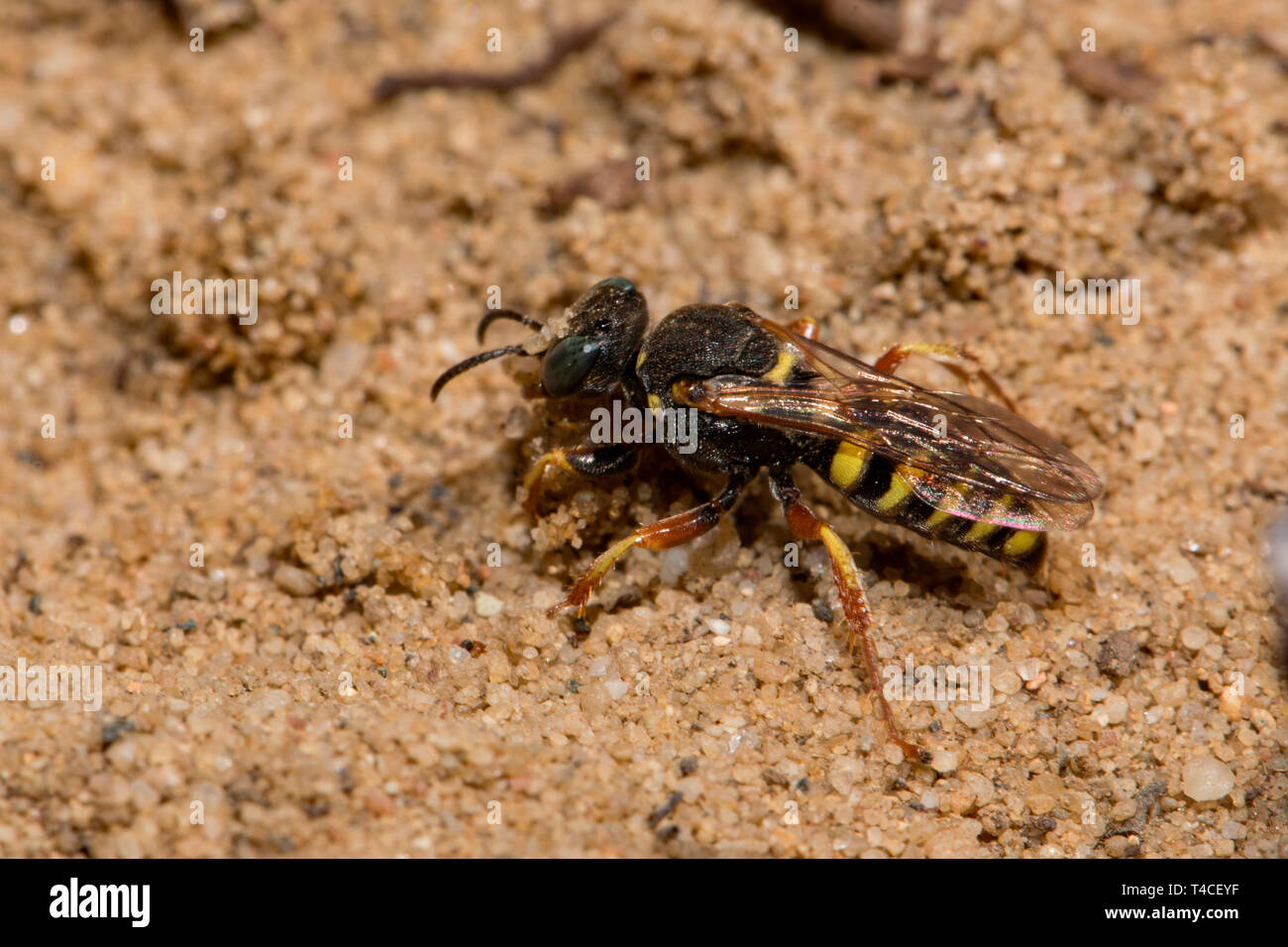 Silver spiny digger wasp hi-res stock photography and images - Alamy