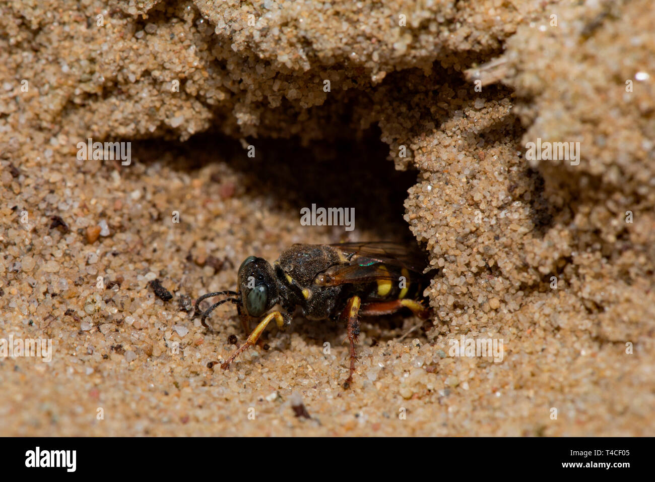 Small wasps nest hi-res stock photography and images - Alamy Small wasps nest hi-res stock photography and images - Alamy