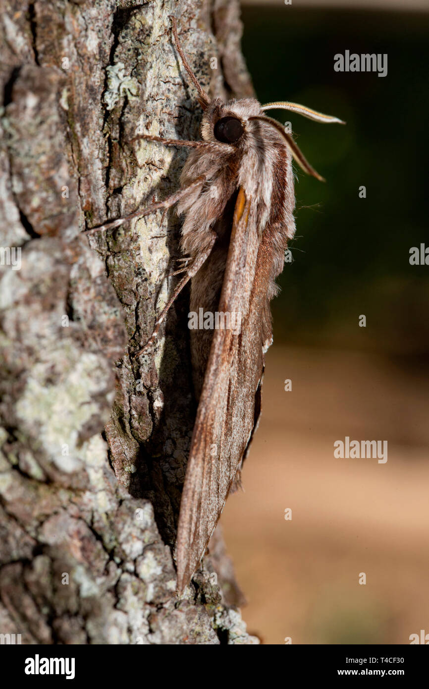pine hawk-moth, (Sphinx pinastri Stock Photo - Alamy