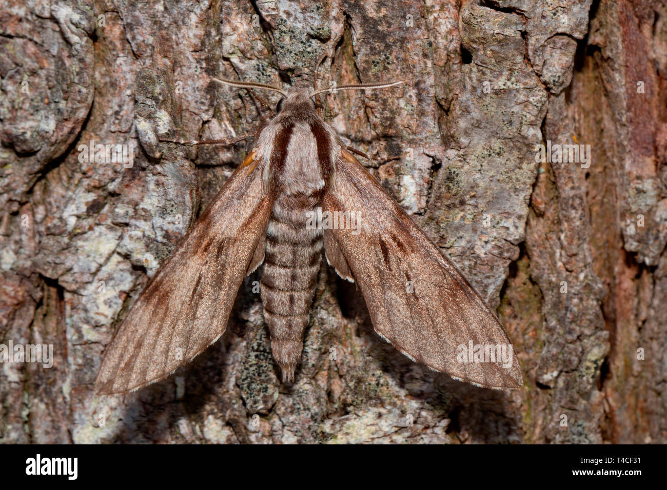 pine hawk-moth, (Sphinx pinastri Stock Photo - Alamy