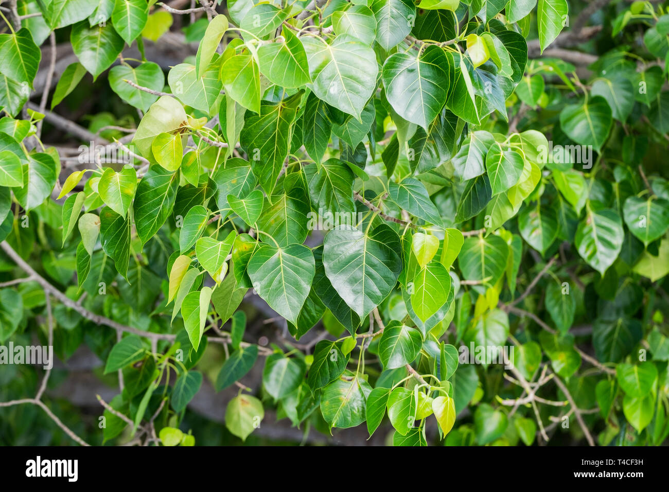 Bodhi tree green leaves background Stock Photo - Alamy