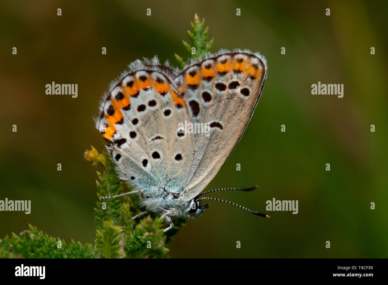 Lycaeides argyrognomon hi-res stock photography and images - Alamy