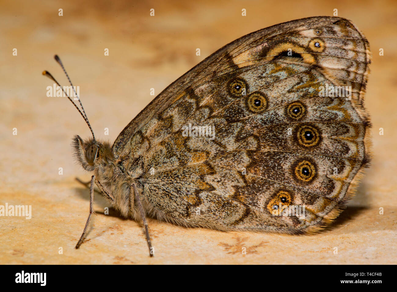 wall brown, (Lasiommata megera Stock Photo - Alamy