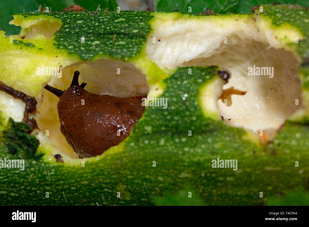 Red slug arion rufus hi-res stock photography and images - Alamy