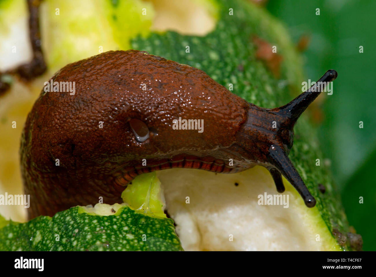 Chocolate slug hi-res stock photography and images - Alamy