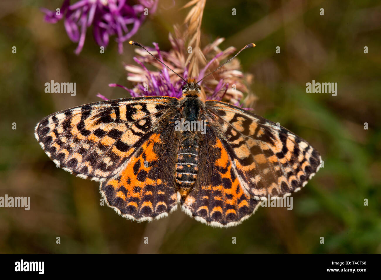 Spotted fritillary hi-res stock photography and images - Alamy