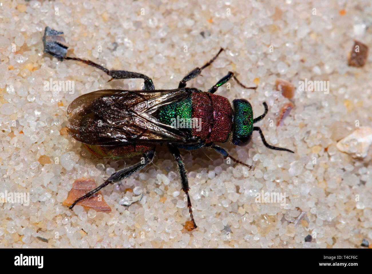 Soil insects hi-res stock photography and images - Alamy