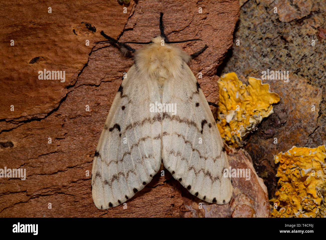 The gypsy moths hi-res stock photography and images - Alamy