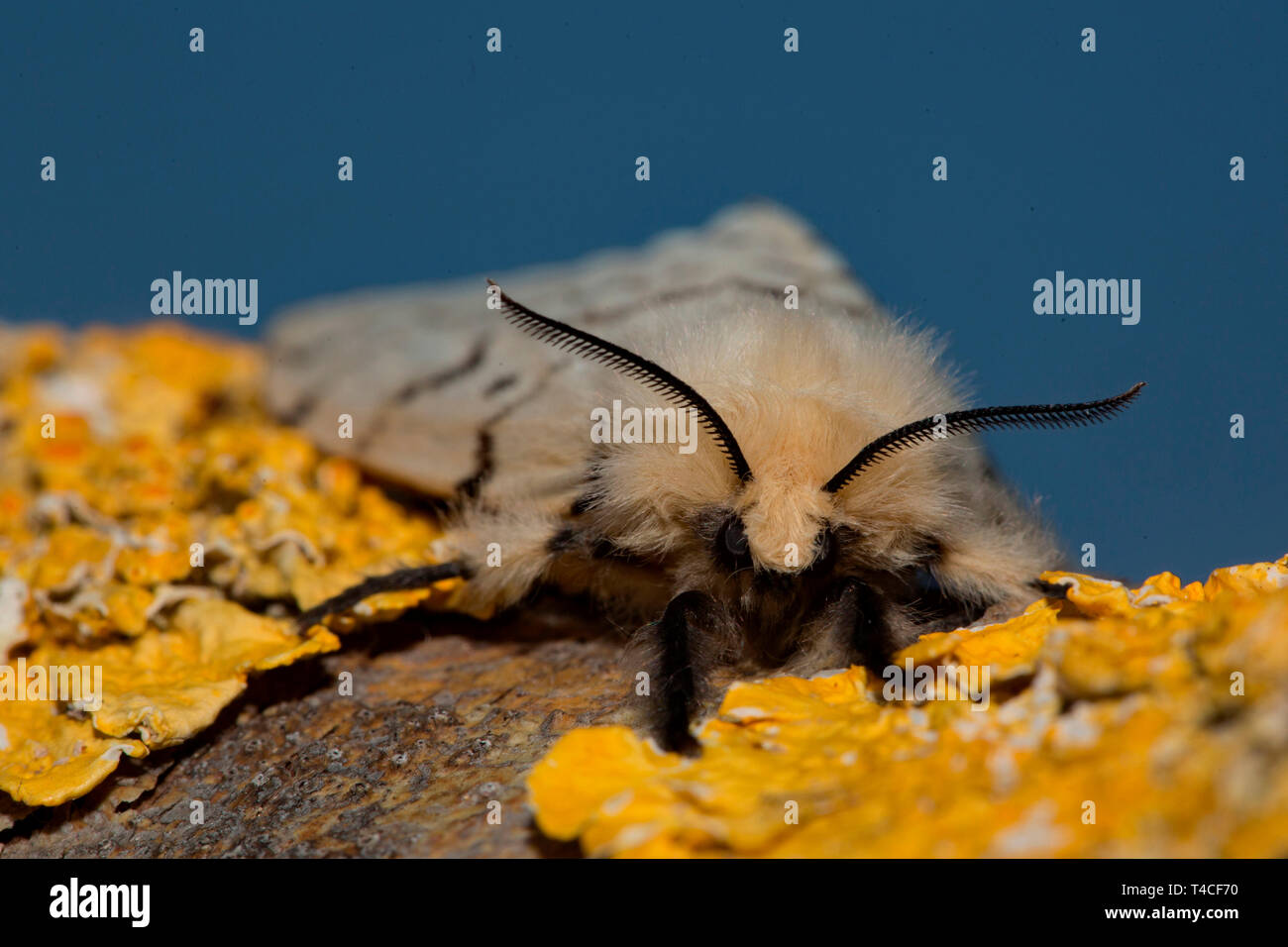 The gypsy moths hi-res stock photography and images - Alamy