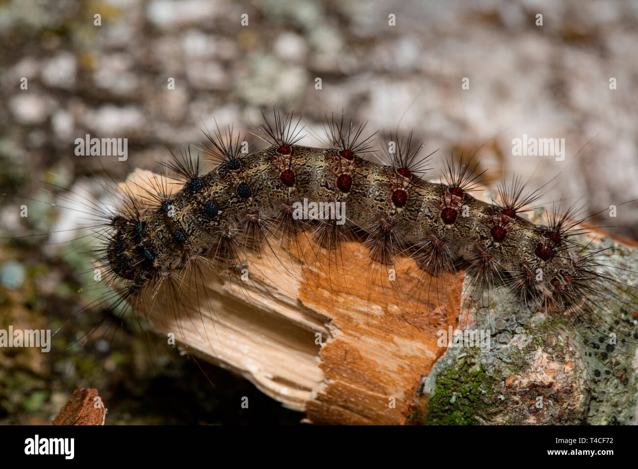 gypsy moth, caterpillar, (Lymantria dispar Stock Photo - Alamy