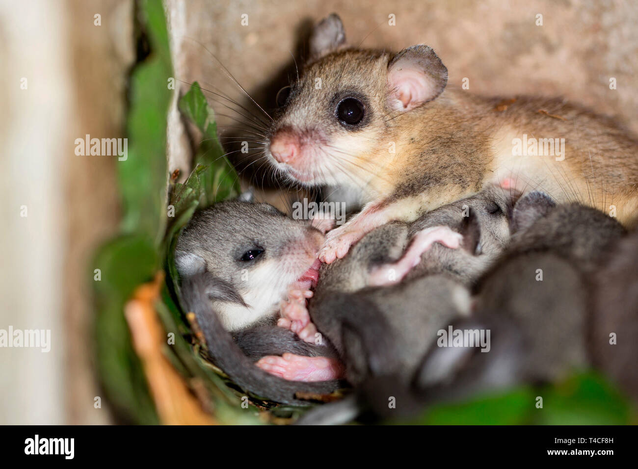 Fat dormouse nest hi-res stock photography and images - Alamy
