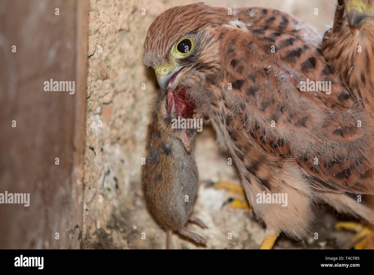Common kestrel with mouse hi-res stock photography and images - Alamy