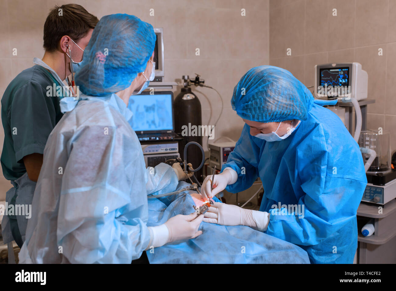 Vet doing the operation for sterilization. The cat on the operating ...