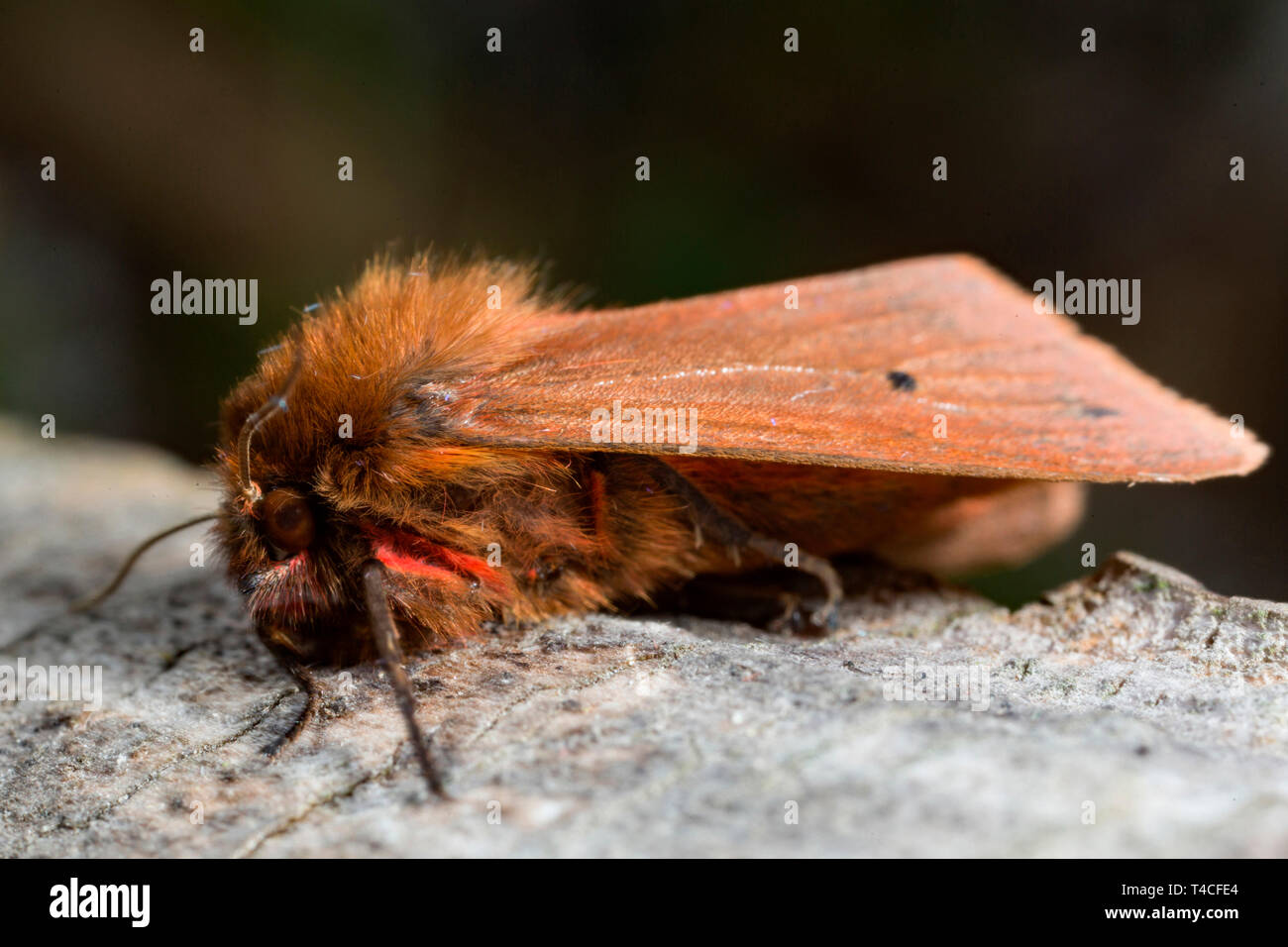 Ruby tiger moths hi-res stock photography and images - Alamy