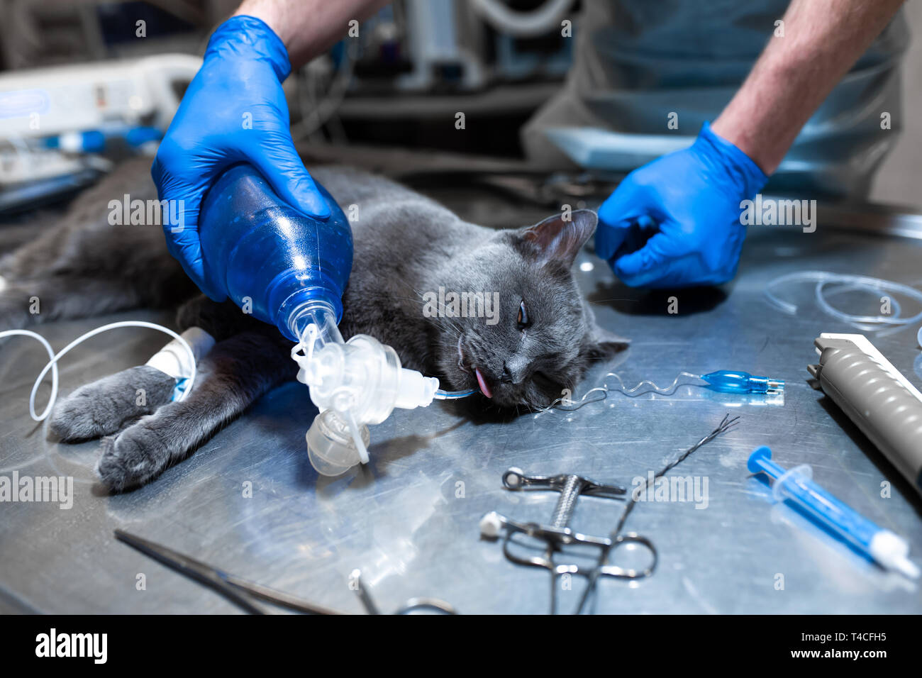 cat under general anesthesia on the operating table. Pet surgery Stock ...