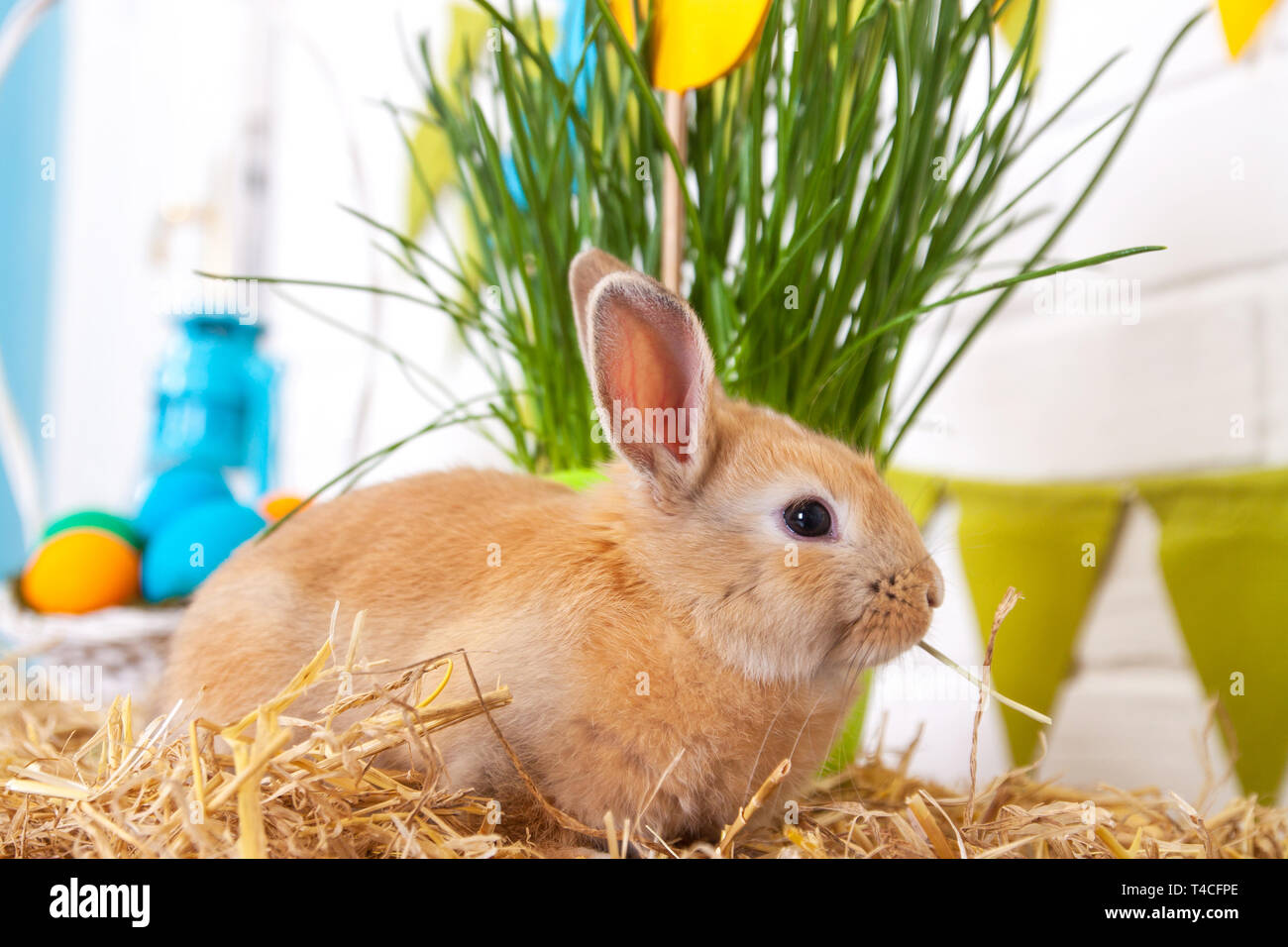 Easter bunny portrait Stock Photo - Alamy