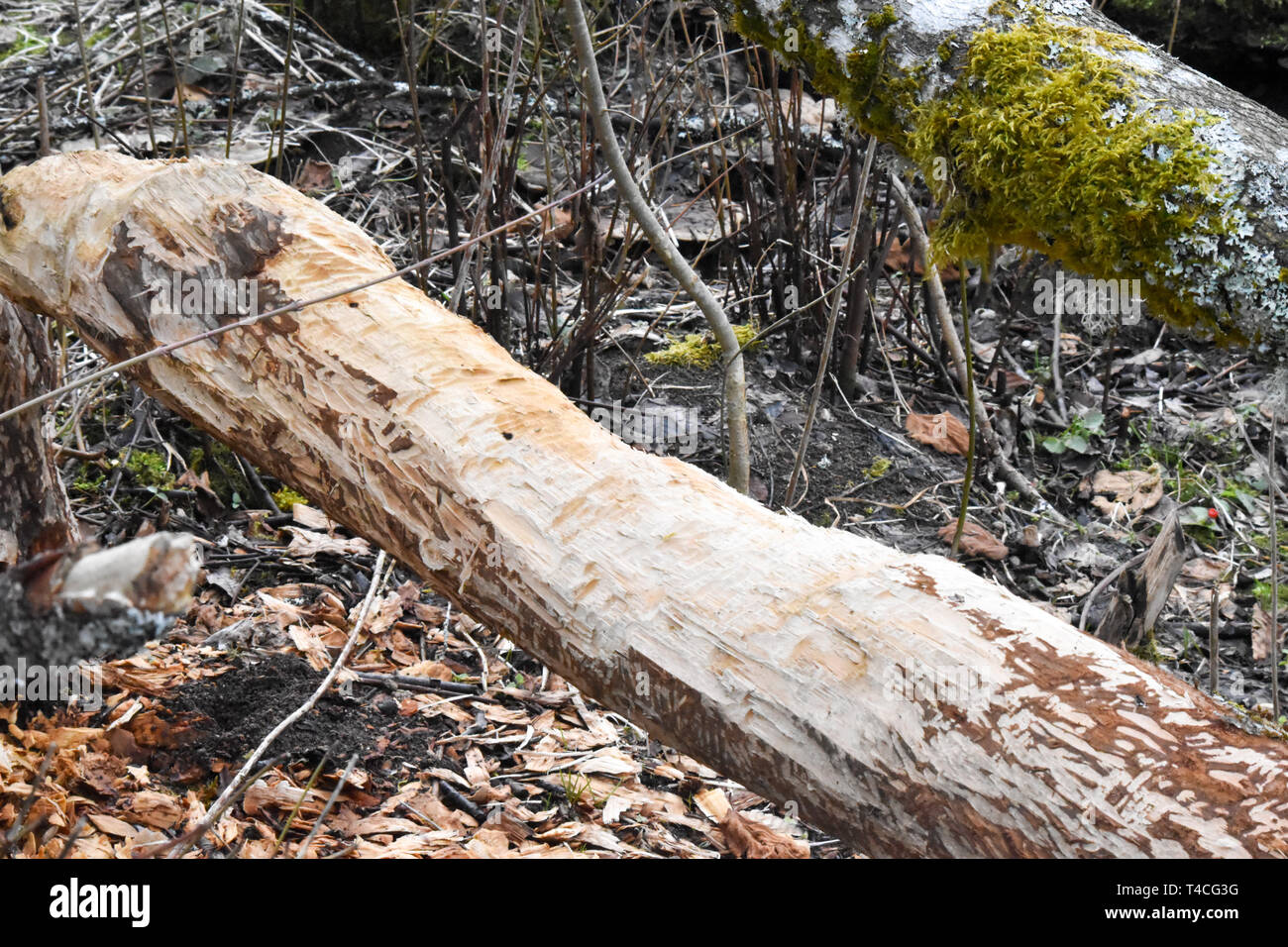 Environmental damage animal hi-res stock photography and images - Alamy
