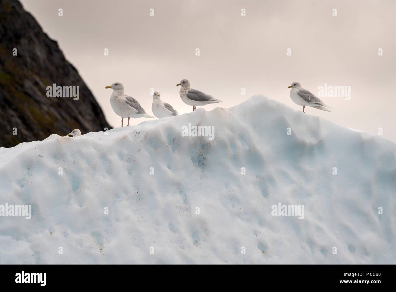 Black seagulls hi-res stock photography and images - Alamy
