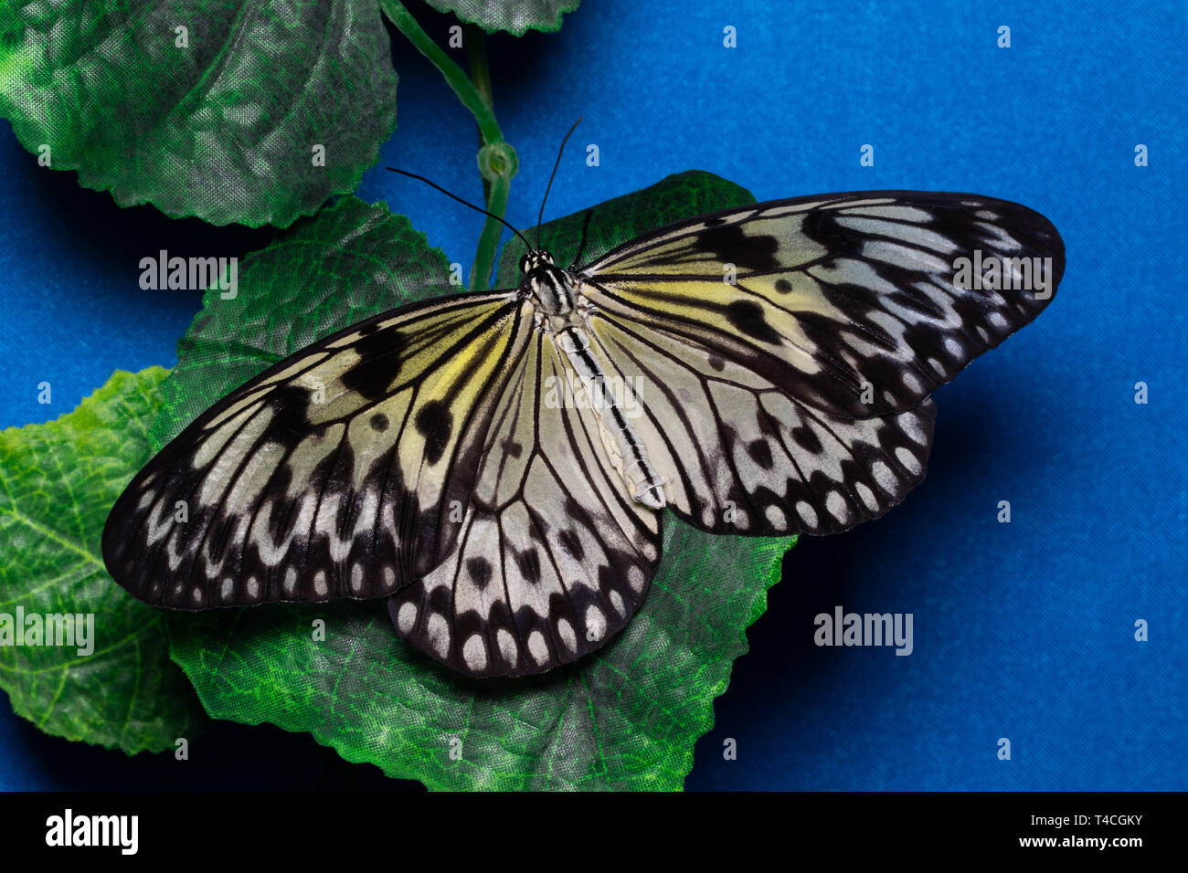 Idea leuconoe, Tree Nymph butterfly, Rice Paper butterfly Stock Photo ...
