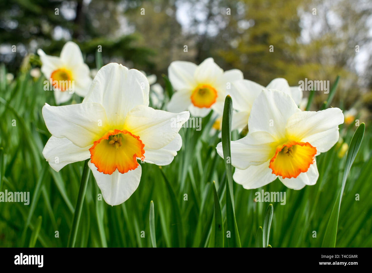 Beautiful narcissus pseudonarcissus hi-res stock photography and images ...
