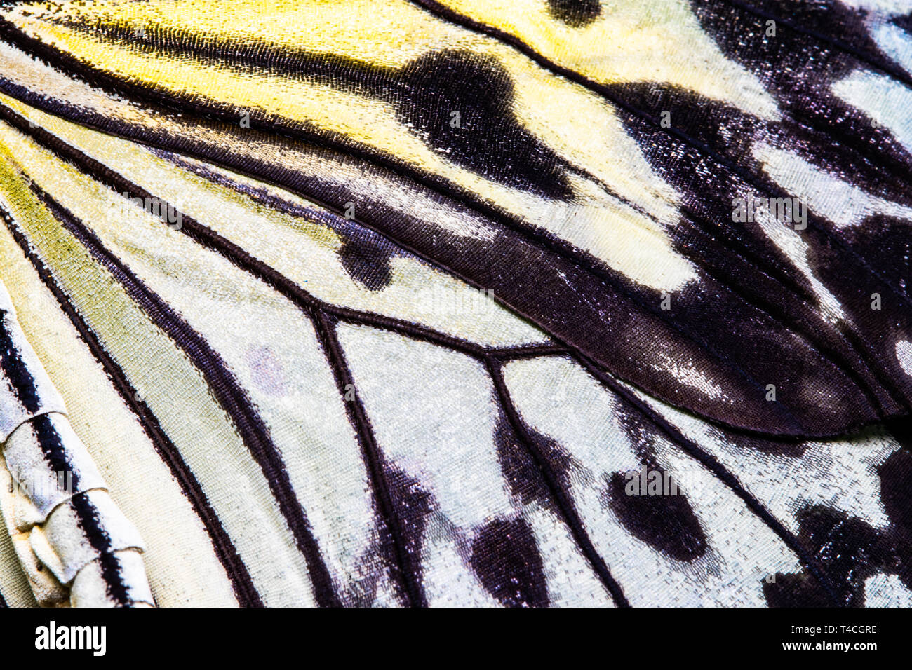 Butterfly wing texture, close up of detail of butterfly wing for ...
