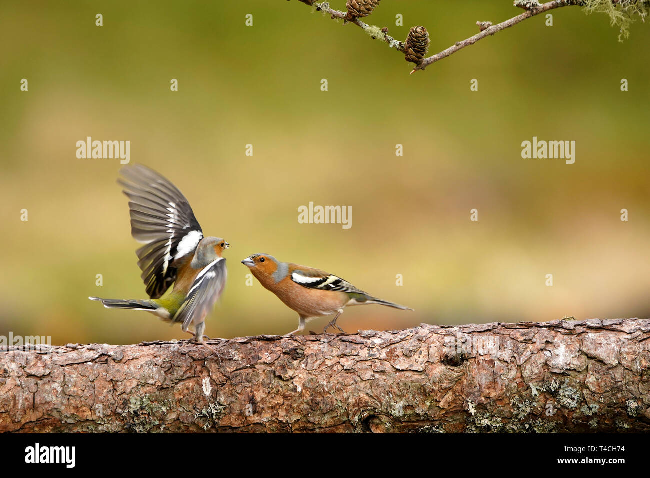 Lots of birdlife feeding on a food station flying and fighting for the ...