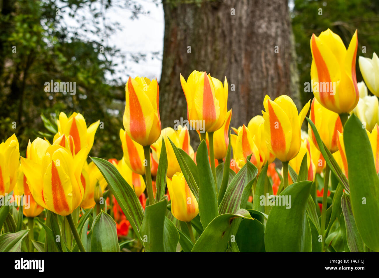 Tulips in garden hi-res stock photography and images - Alamy
