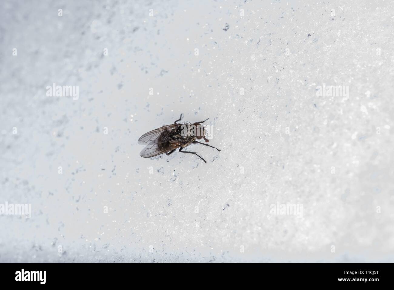 Insect ice crystals hi-res stock photography and images - Alamy
