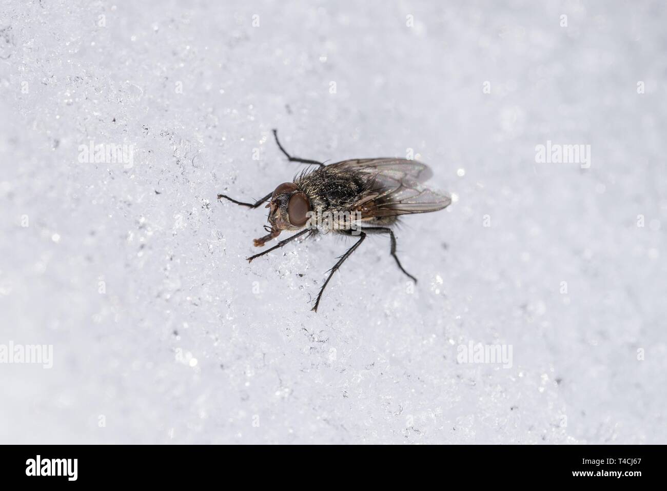 Insect ice crystals hi-res stock photography and images - Alamy
