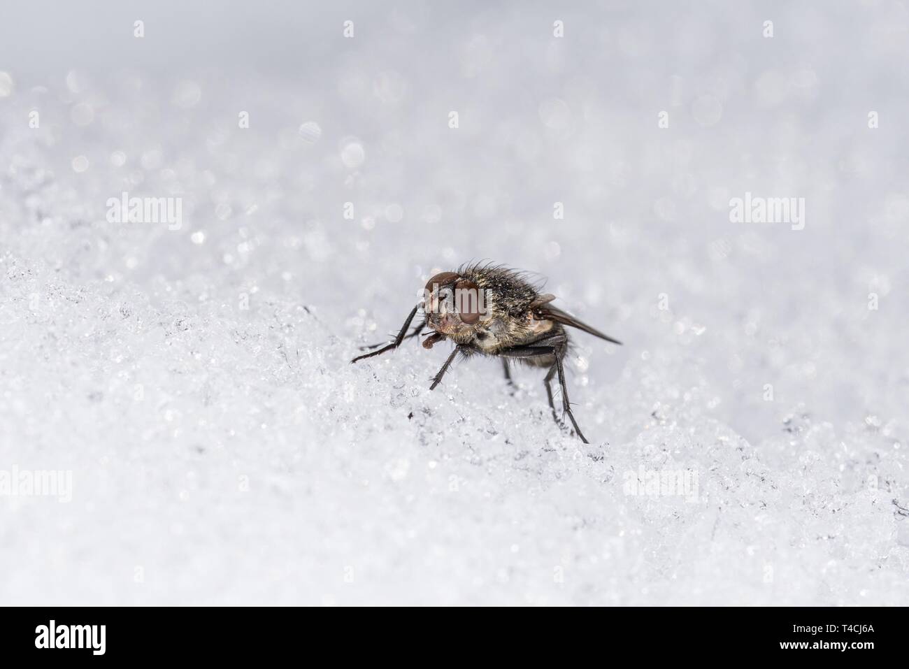 Insect ice crystals hi-res stock photography and images - Alamy