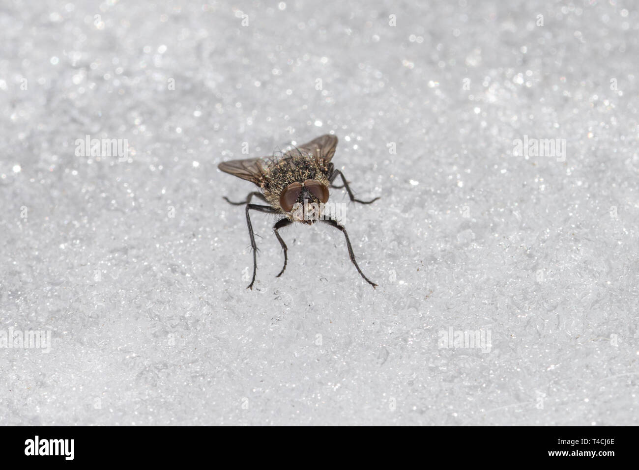 Insect ice crystals hi-res stock photography and images - Alamy
