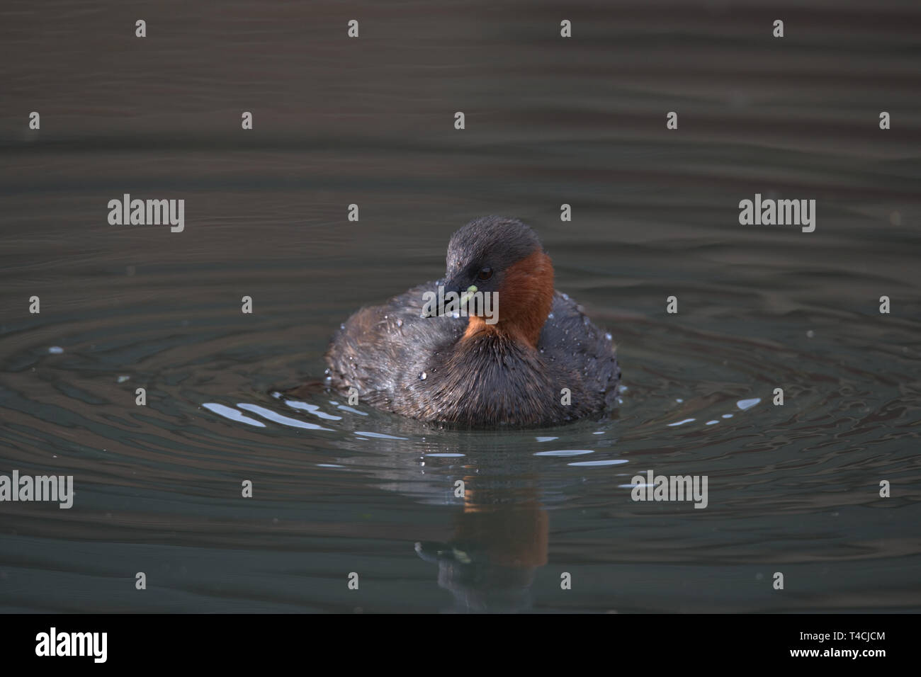 Grebe photography hi-res stock photography and images - Alamy
