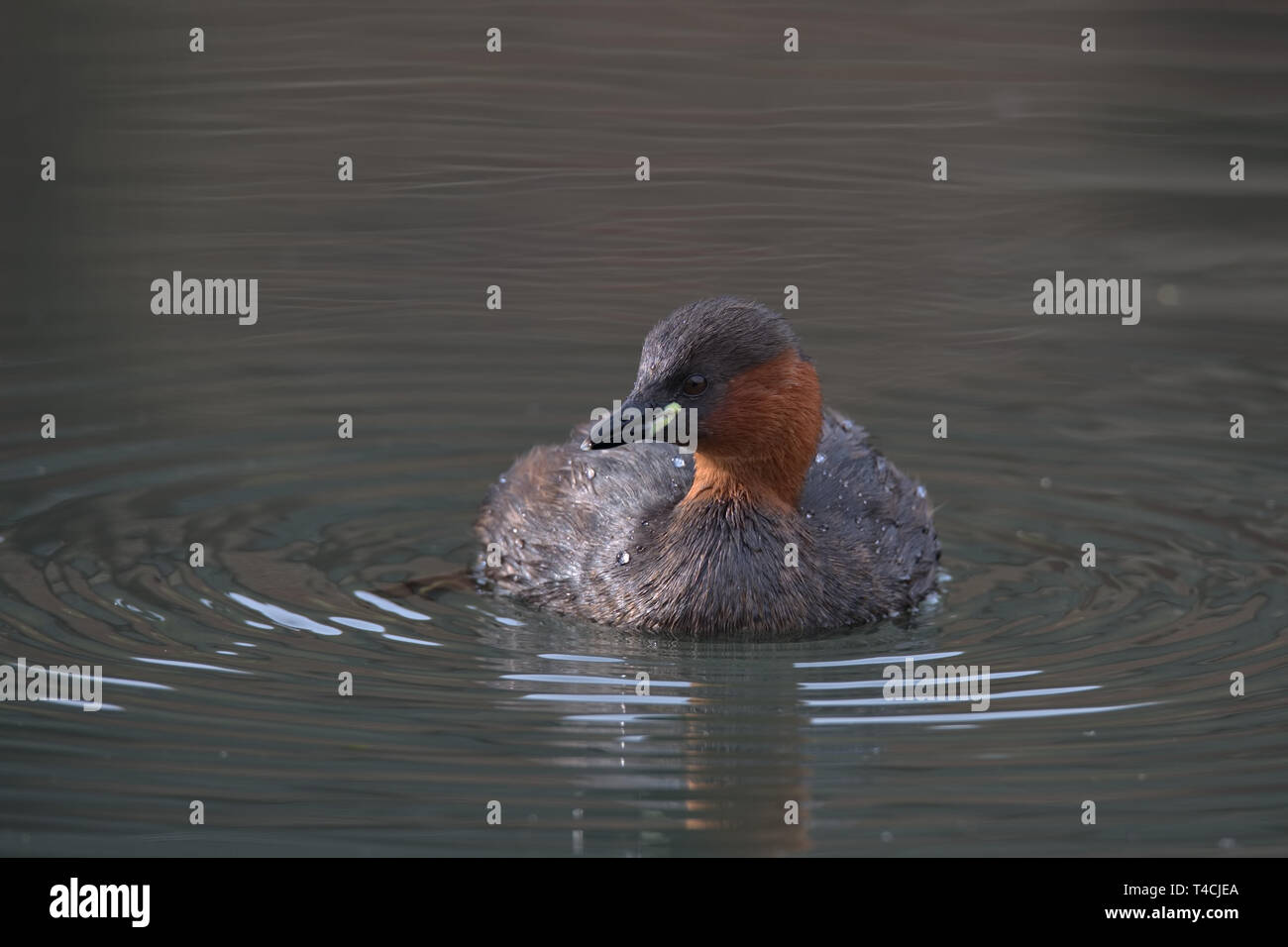 Grebe Photography High Resolution Stock Photography and Images - Alamy