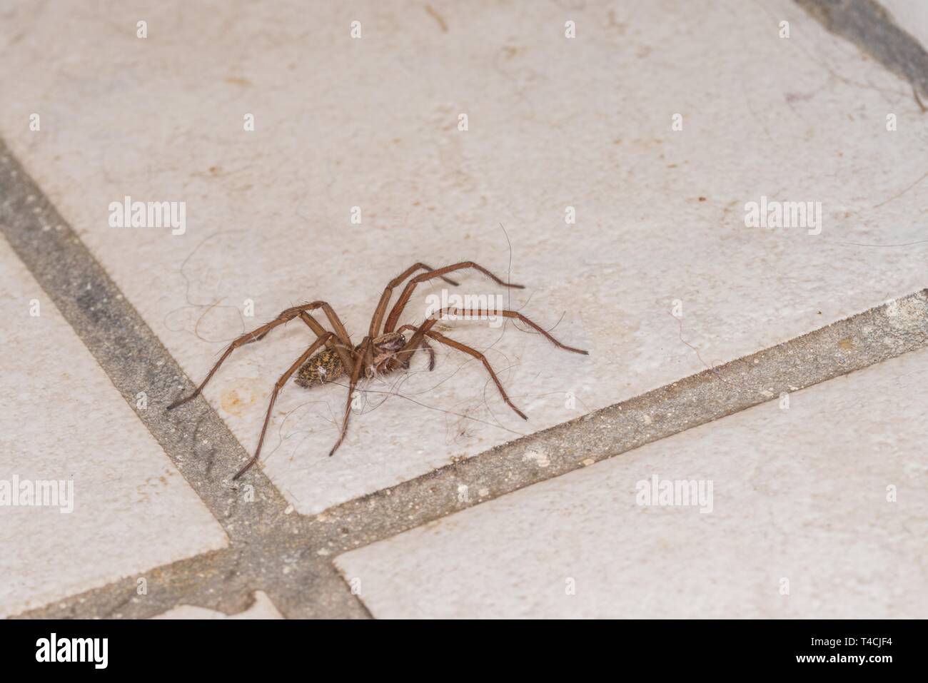 Angular spider hi-res stock photography and images - Alamy