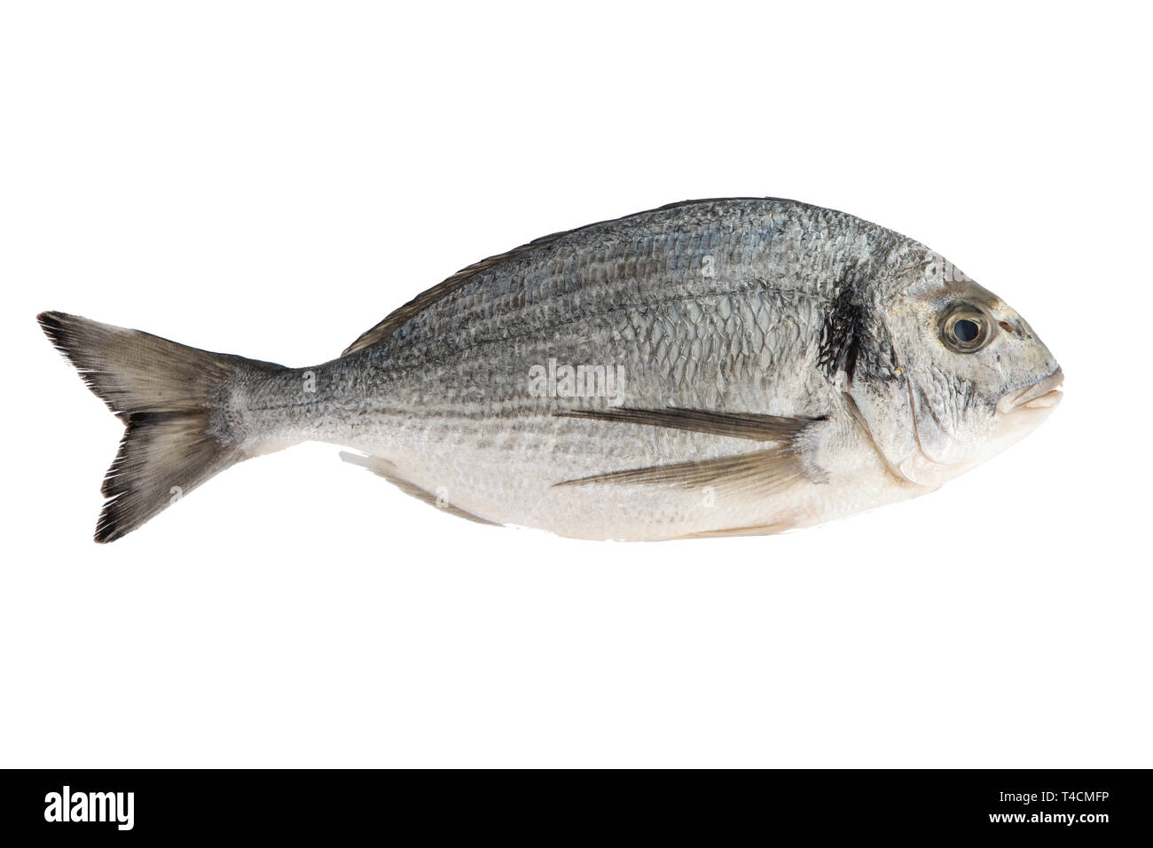 Fresh fish isolated on the white background Stock Photo - Alamy