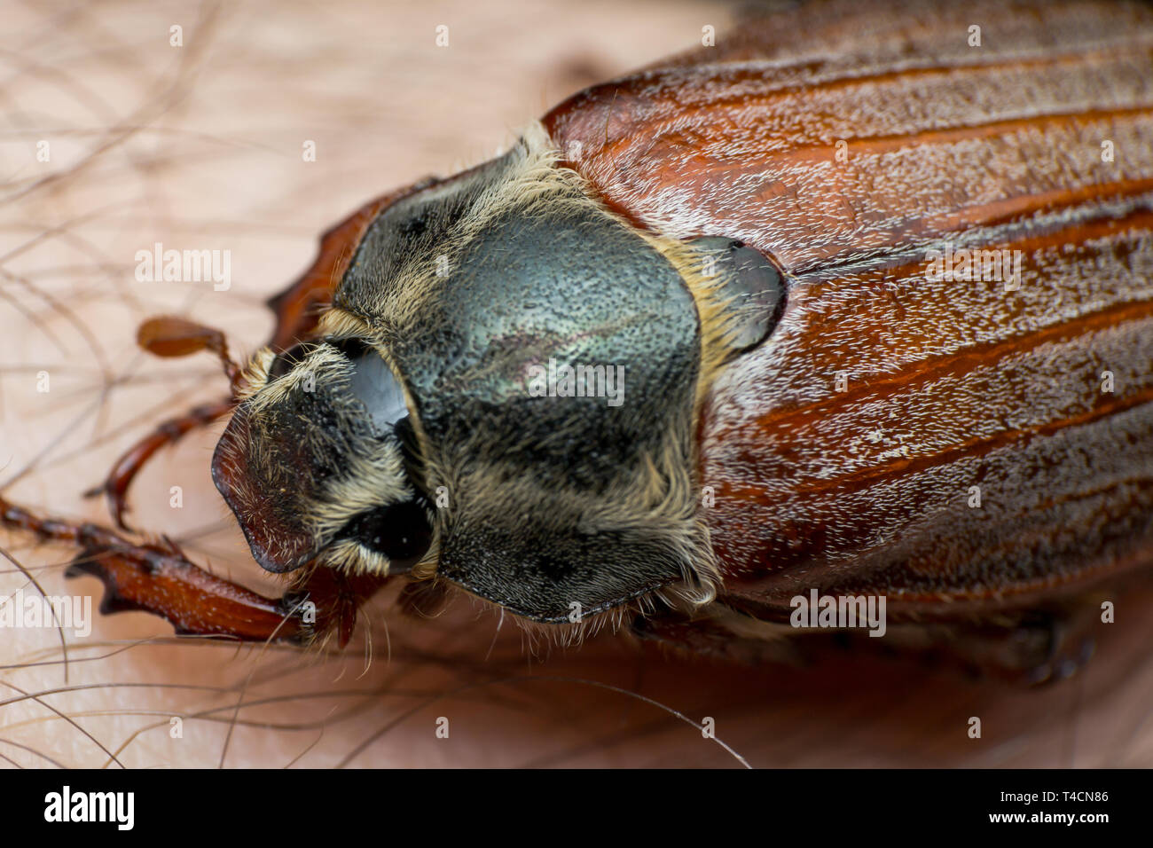 may bug on the human skin surface Stock Photo - Alamy
