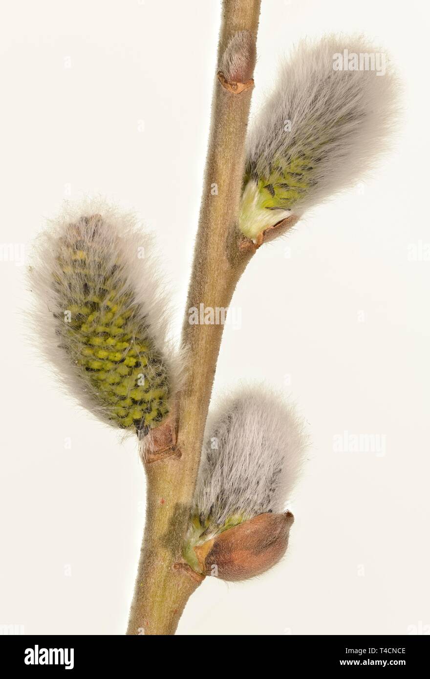 Flowering Goat willow (Salix caprea), twig with willow catkin, Austria ...