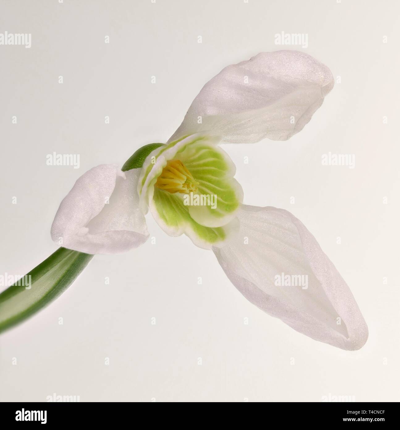 Snowdrop cutout hi-res stock photography and images - Alamy