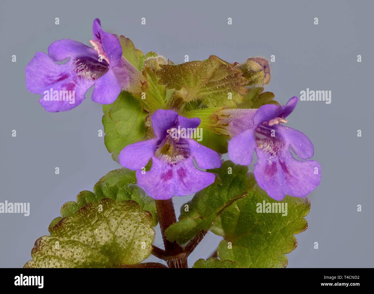 Glechoma hederacea hi-res stock photography and images - Alamy