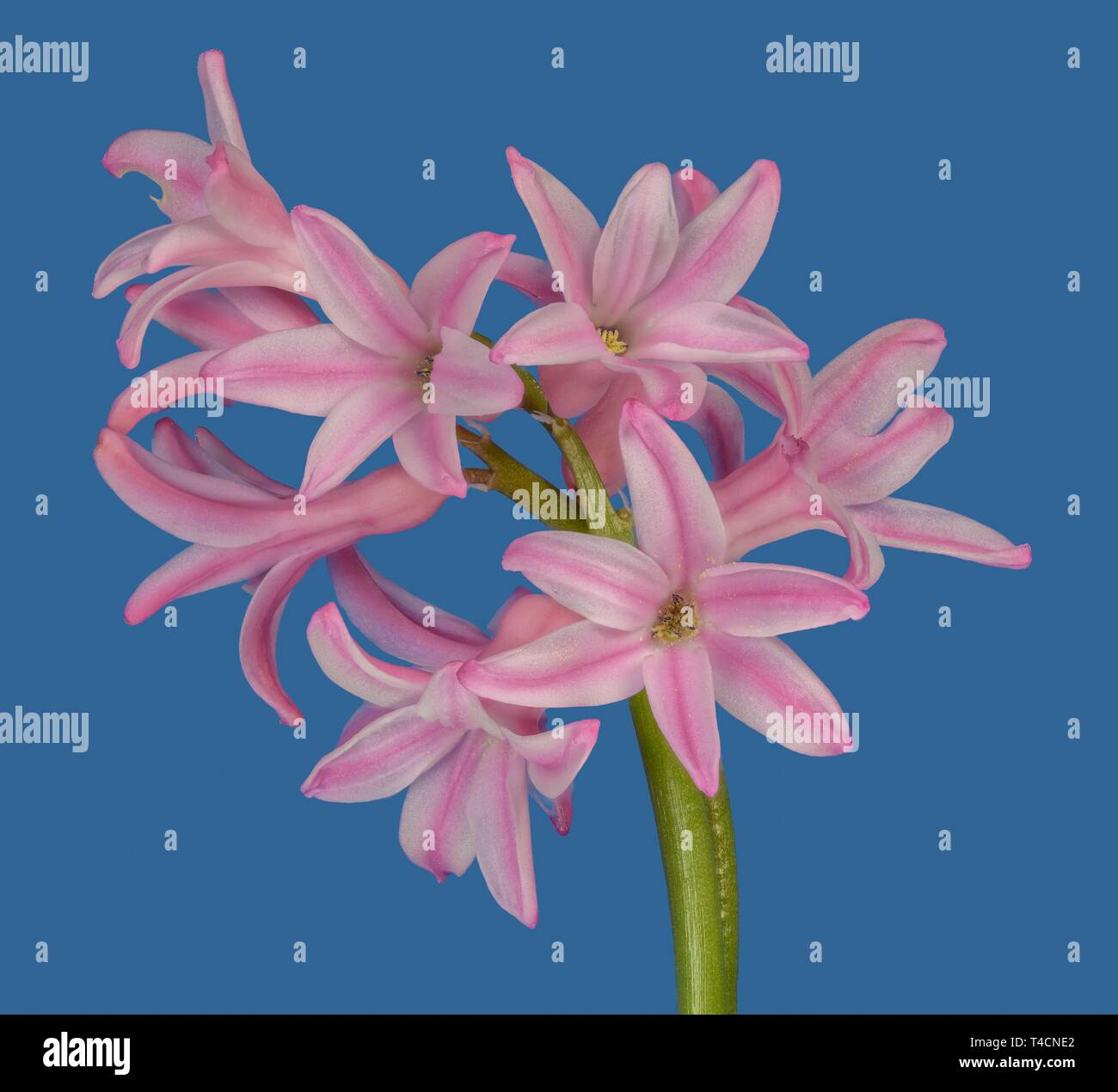 Hyacinth hyacinthus spring flowers hi-res stock photography and images ...
