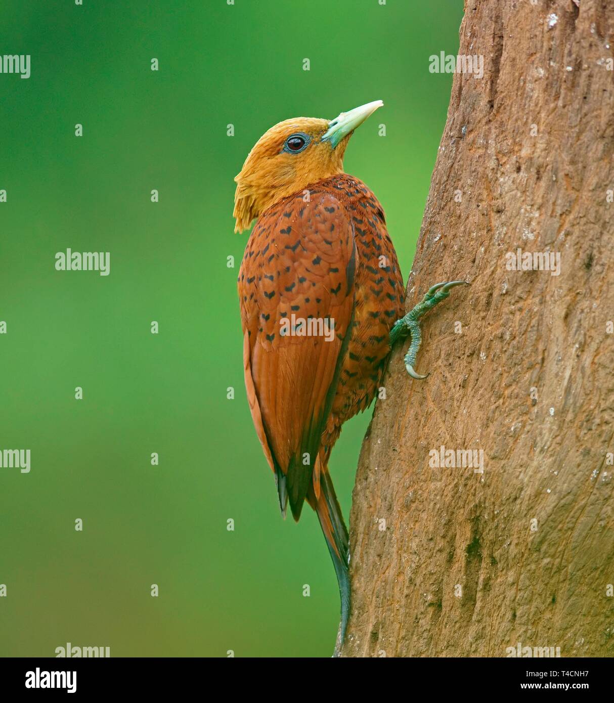 Chestnut colored woodpecker celeus castaneus on tree trunk hi-res stock ...