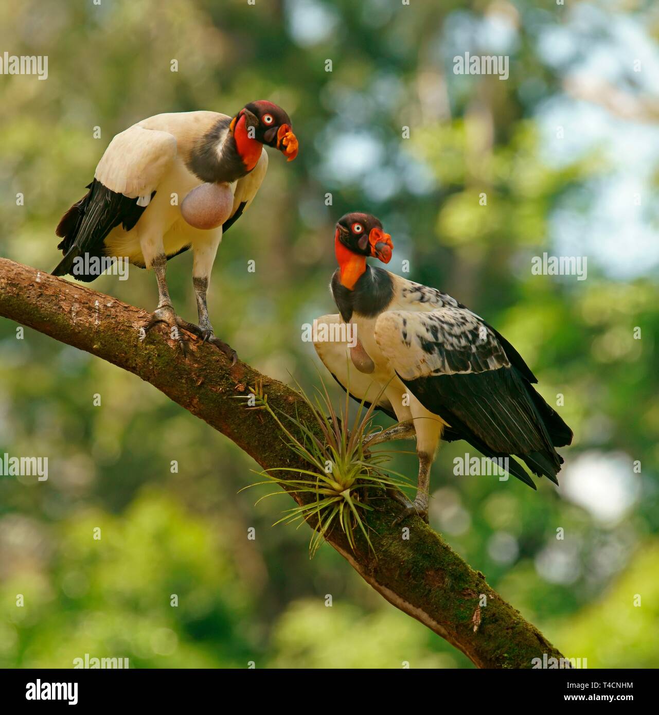 King Vulture (Sarcoramphus papa), animal pair stands on branch, Costa ...